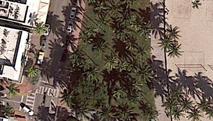 Fewer Palms for Miami Beach? Sounds Shady! - Welcome to the Palmetto ...